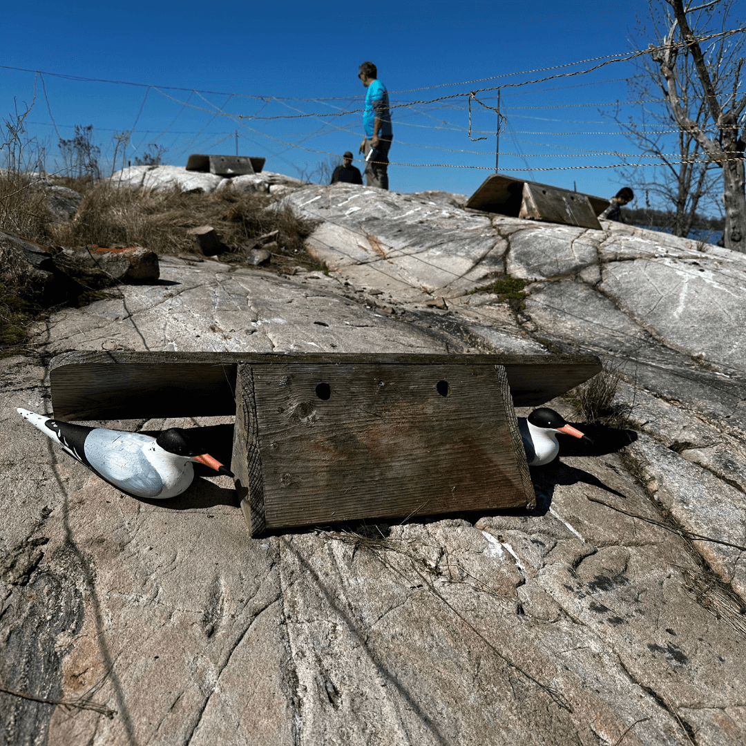 Common Tern Nesting Grid Installation - Thousand Islands Land Trust